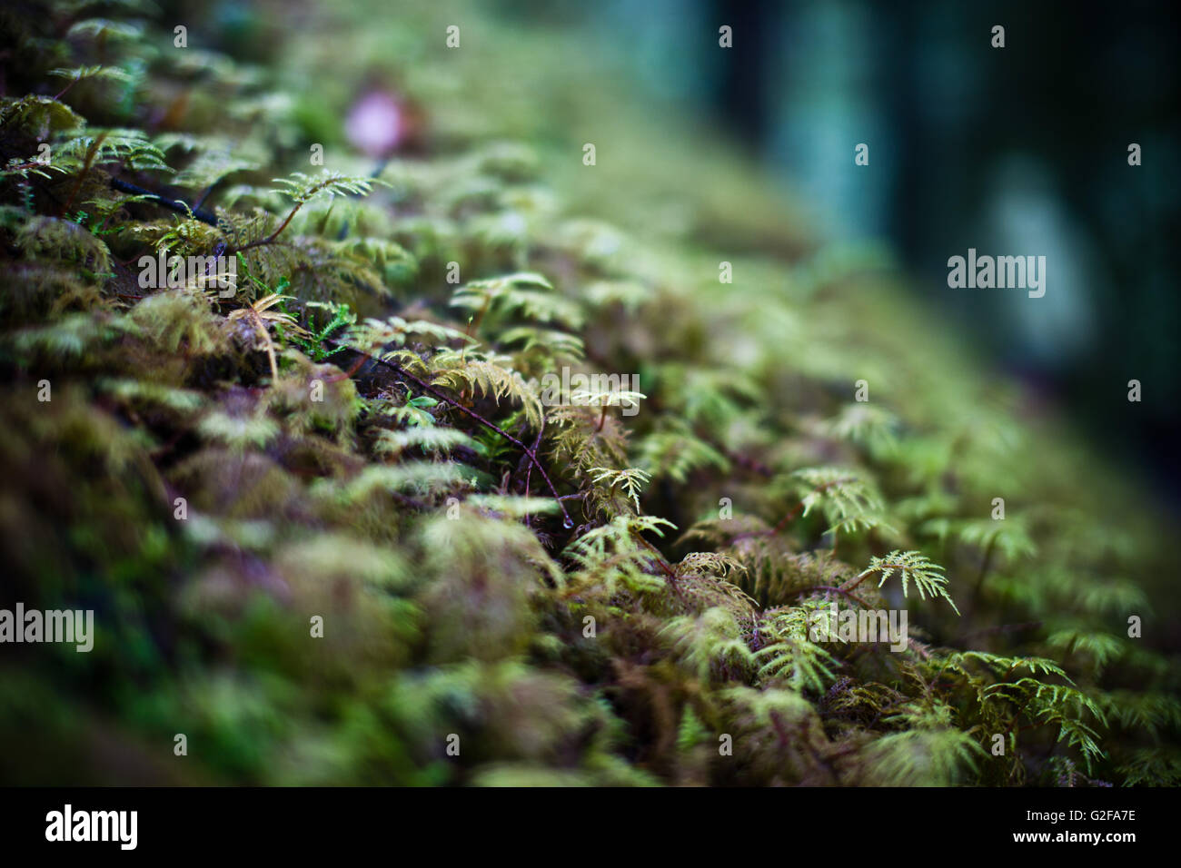 Ferns on Forest Ground Stock Photo - Alamy