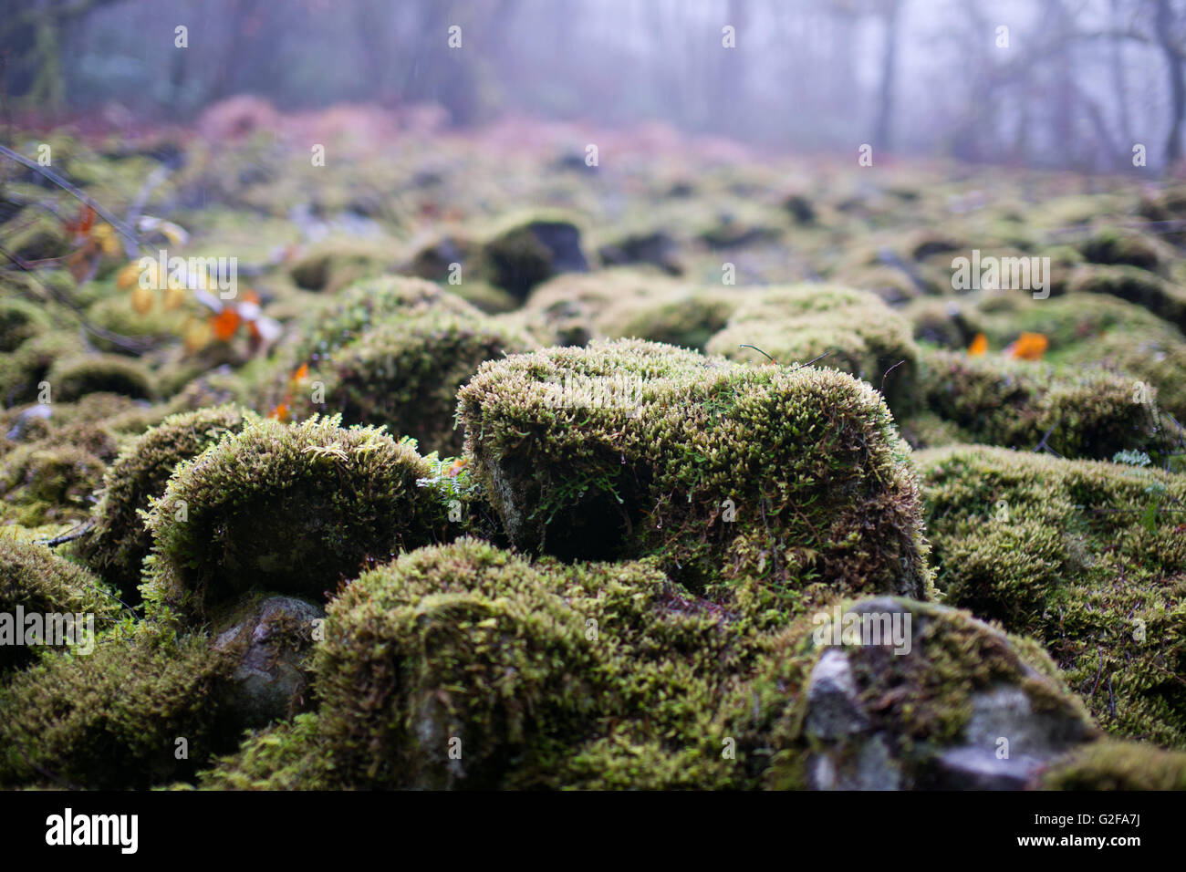 Mossy rocks hi-res stock photography and images - Alamy