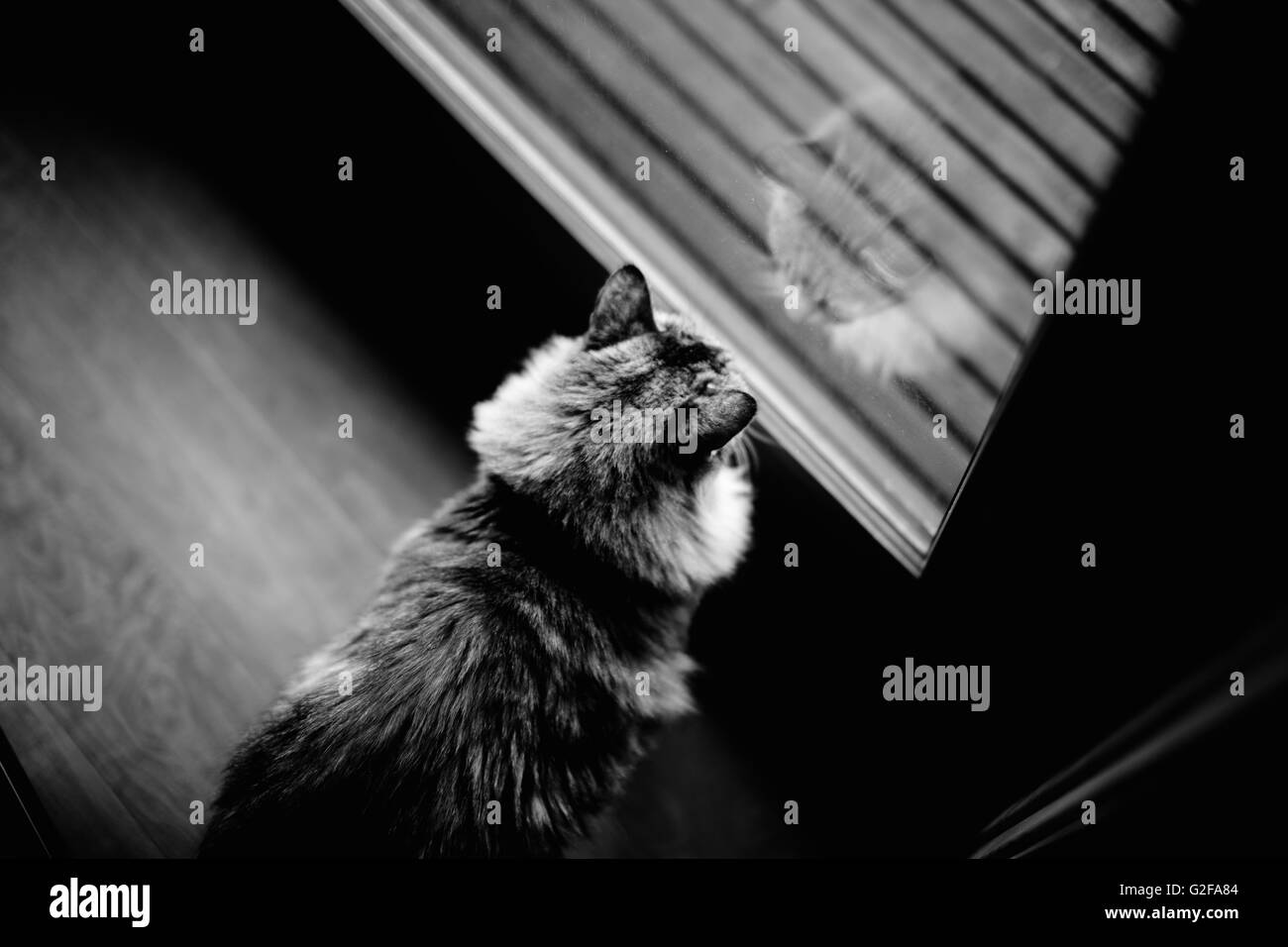 Cat Staring out Door Window Stock Photo - Alamy