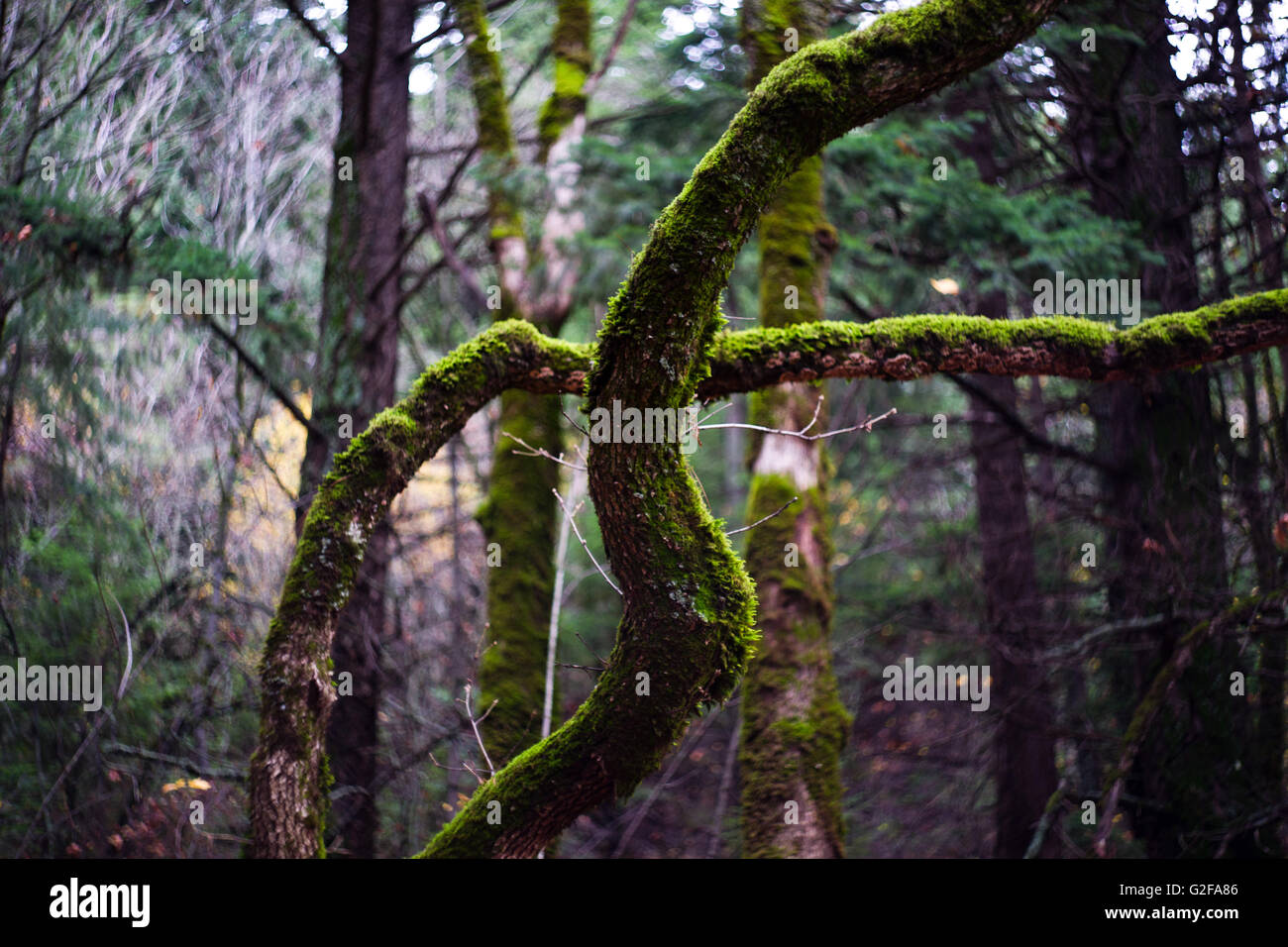 Moss on Forest Trees Stock Photo - Alamy