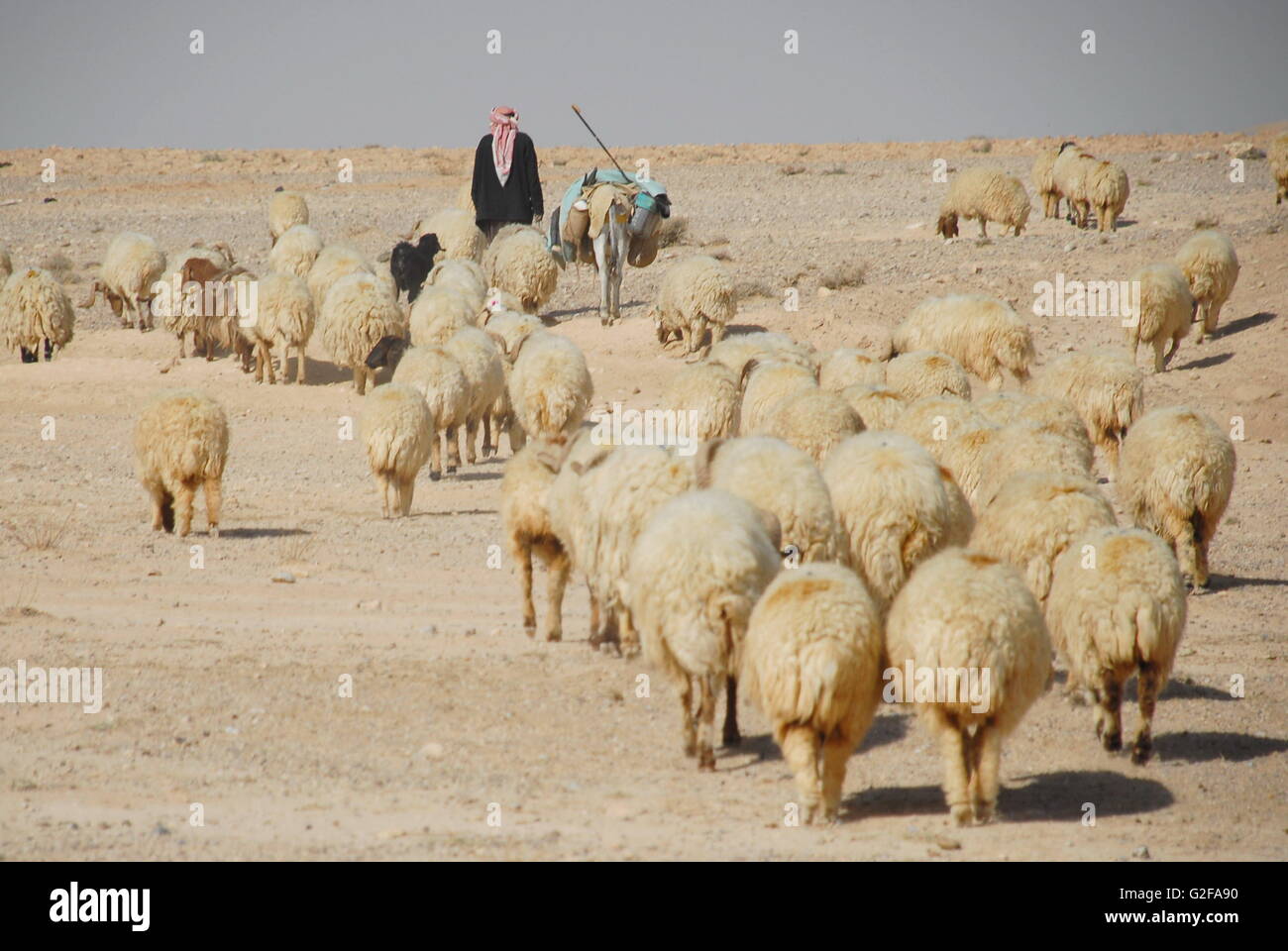 Beduin Shepherd In The East Desert Stock Photo - Alamy