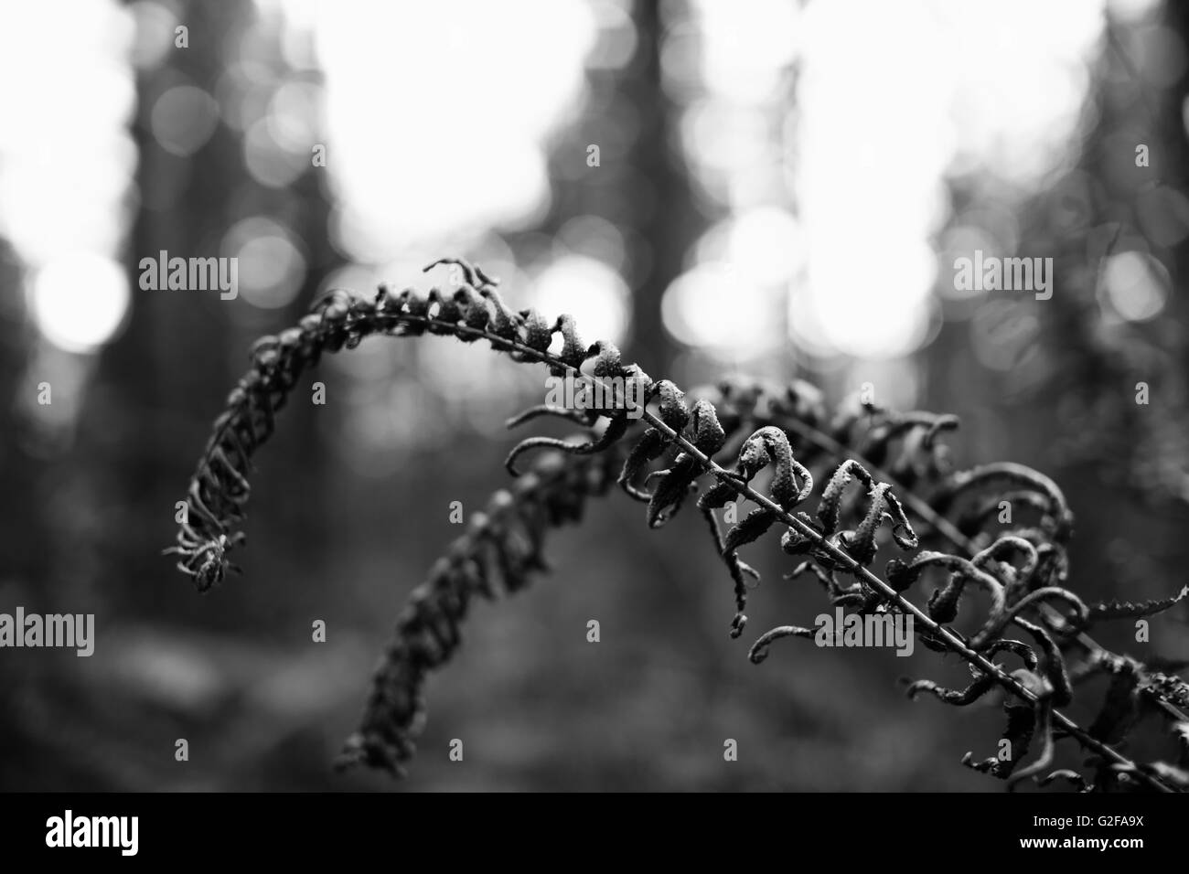 Dead Fern Leaf Stock Photo - Alamy