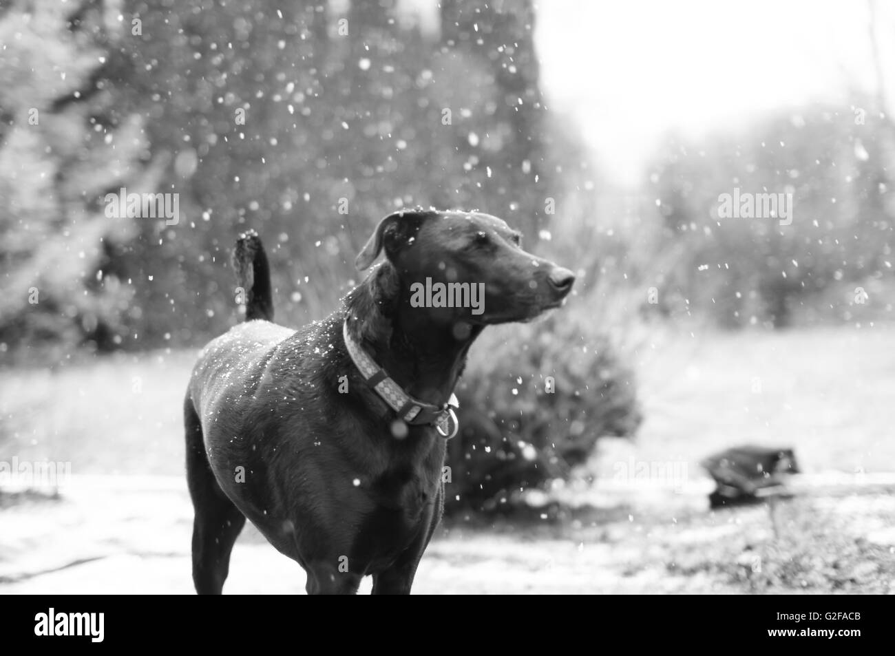 Dog and Falling Snow Stock Photo - Alamy