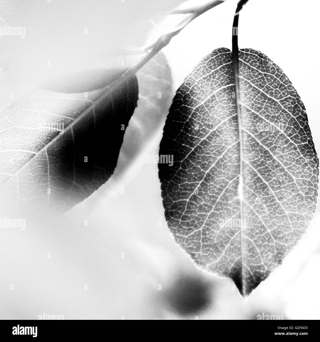 Plants detail Black and White Stock Photos & Images - Alamy