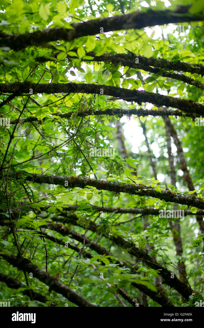 Canopy of Branches and Green Leaves in Forest Stock Photo - Alamy