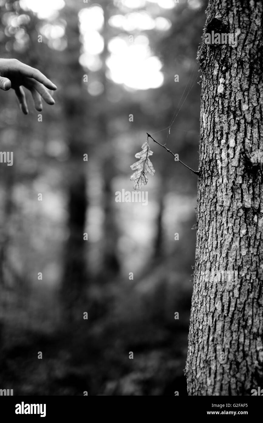 Hand and leaf hi-res stock photography and images - Alamy