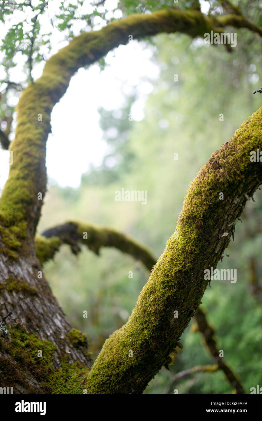 Curving tree hi-res stock photography and images - Alamy