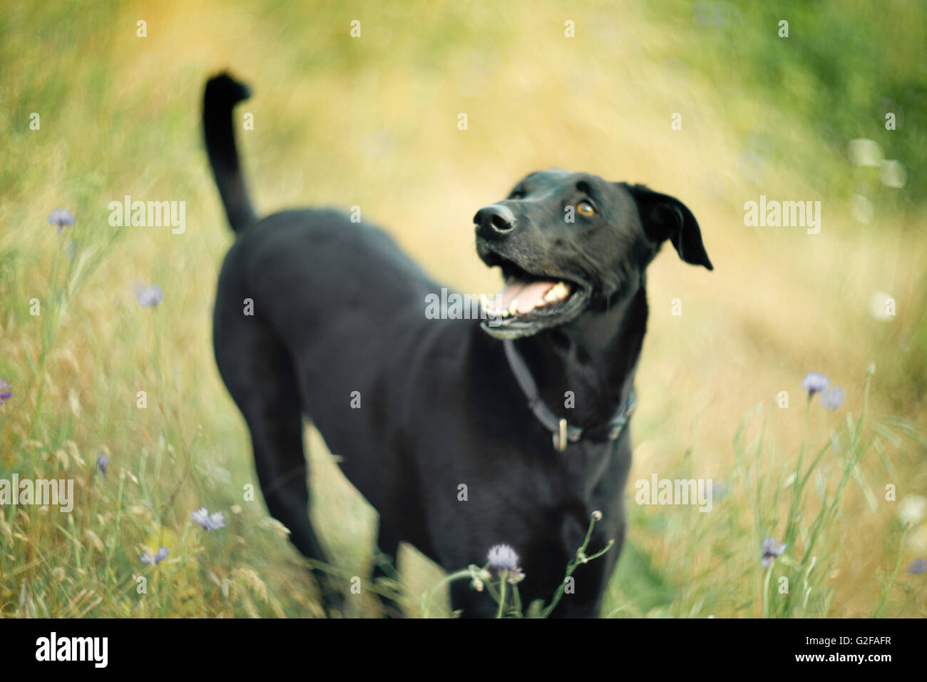 Dog in Field Looking up at Sky Stock Photo - Alamy