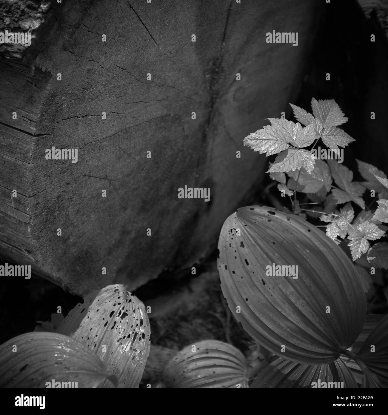 Tree Log and Small Plants, Close-Up Stock Photo - Alamy