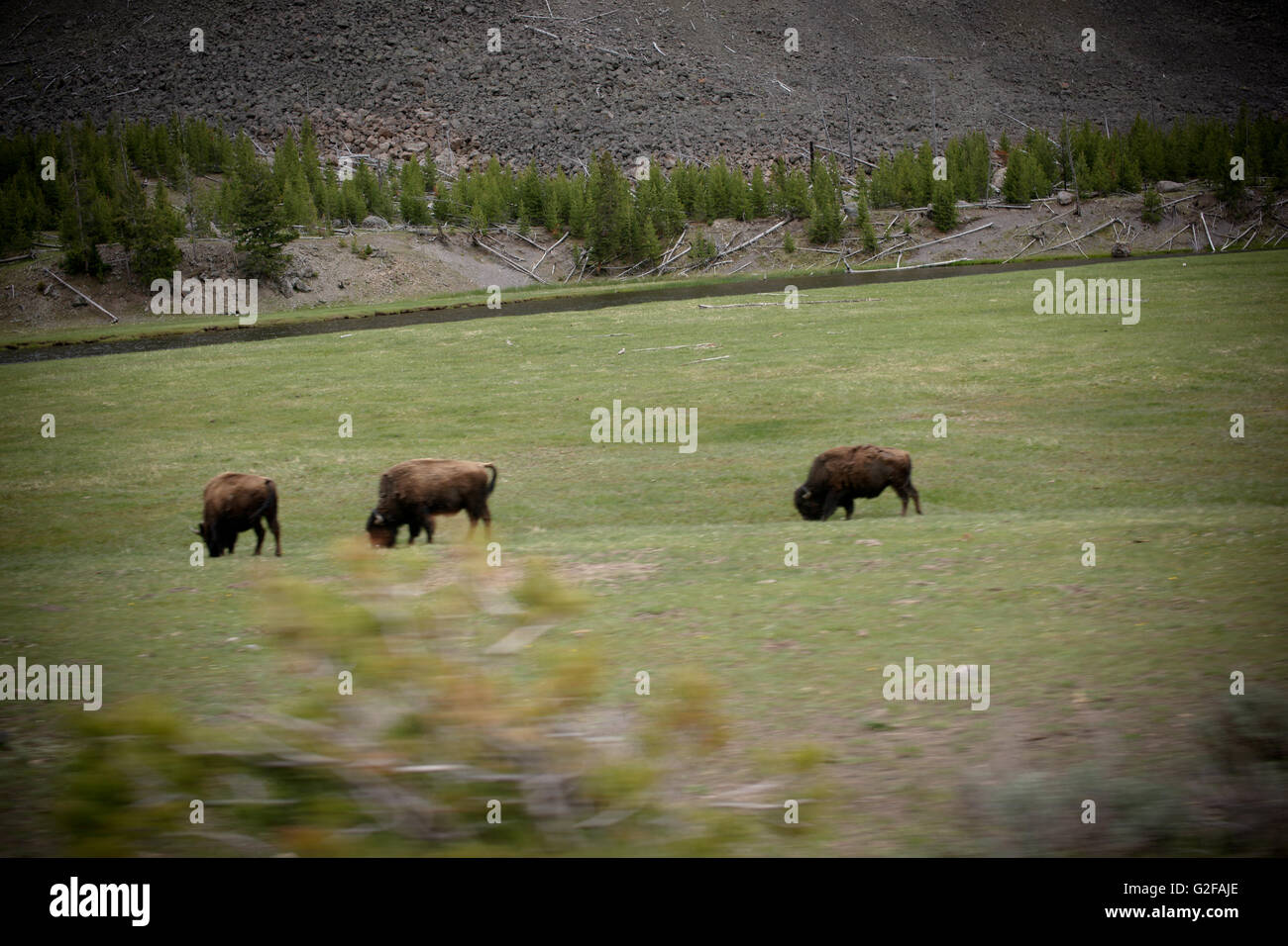 Three Bison Grazing in Field Stock Photo - Alamy