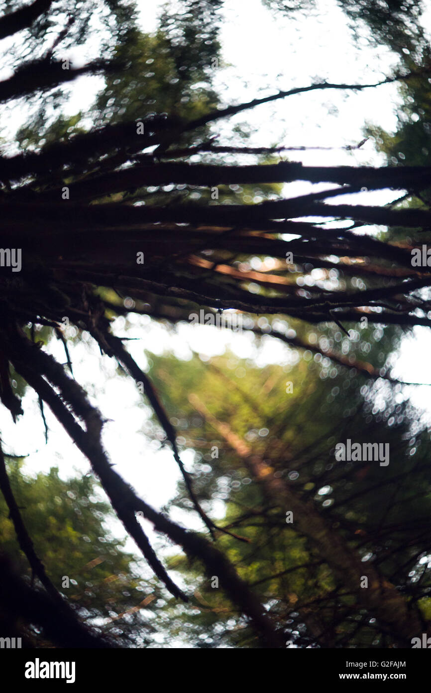 Branches of forest hi-res stock photography and images - Alamy