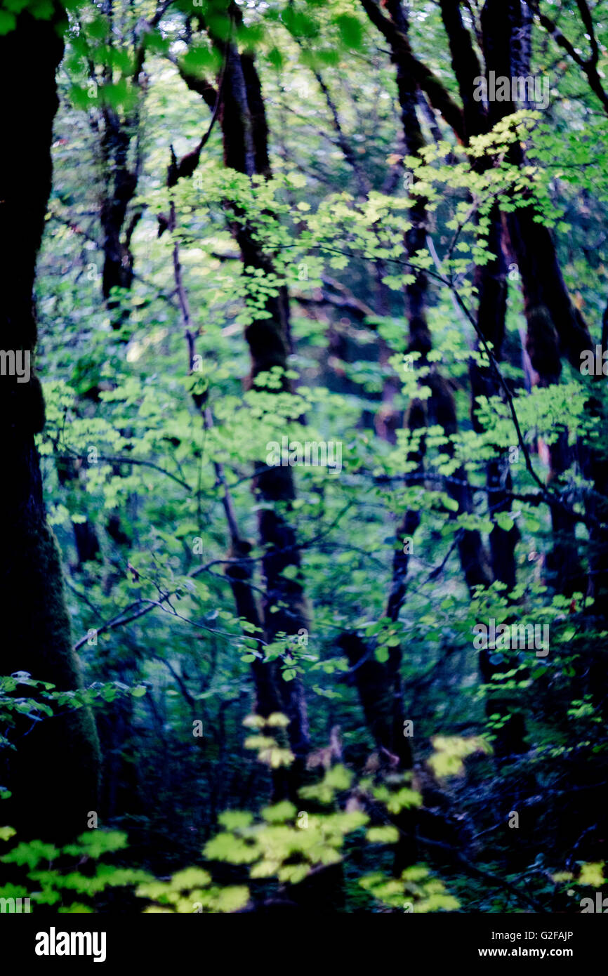 Small and Large Trees in Forest Stock Photo - Alamy