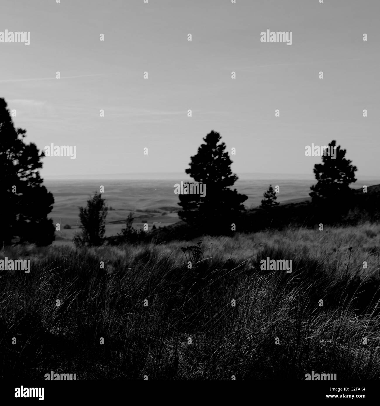 Silhouette of Trees with Rolling Countryside in Background, Washington ...