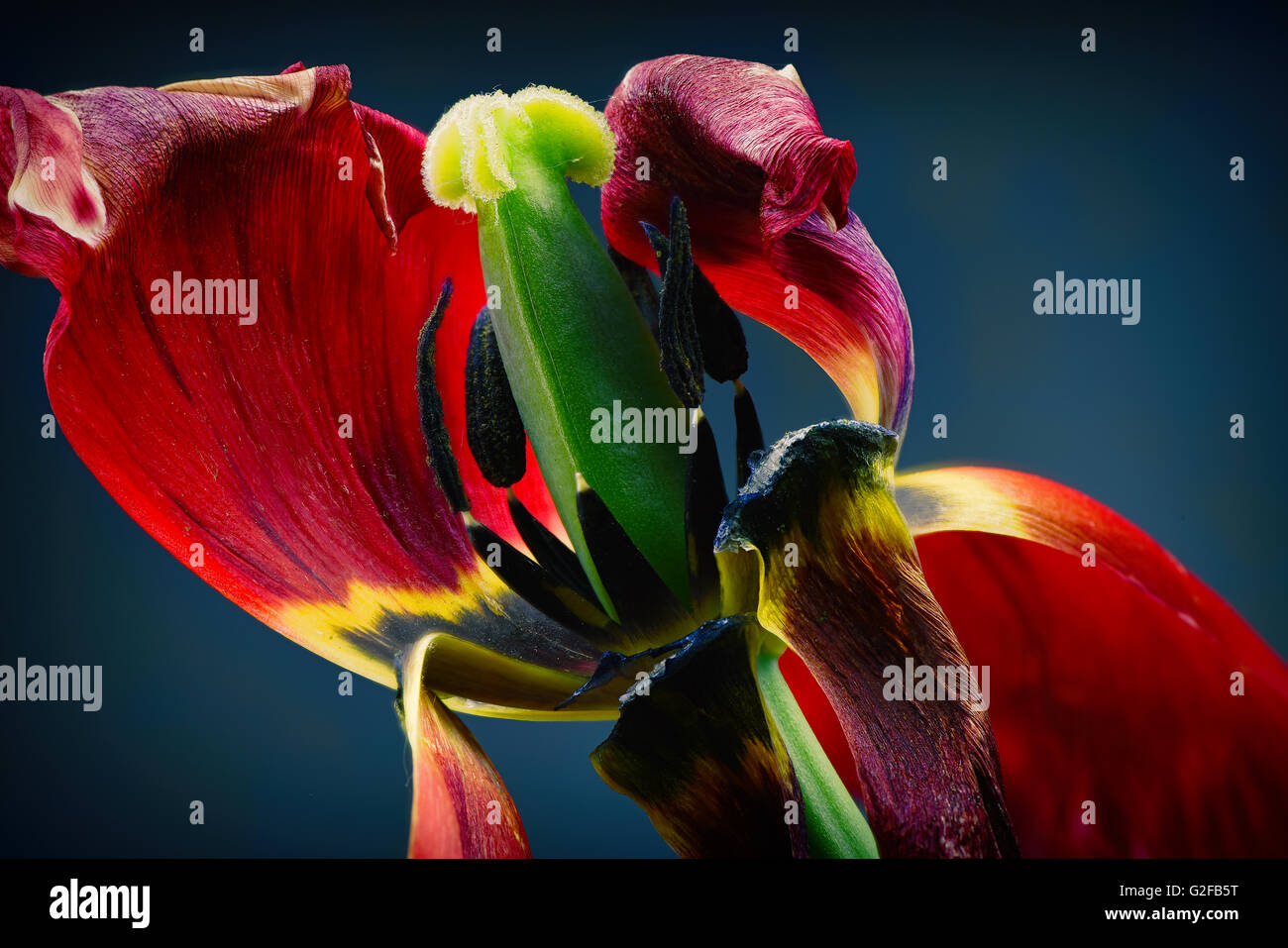 Faded Tulip flower - macro photo Stock Photo - Alamy