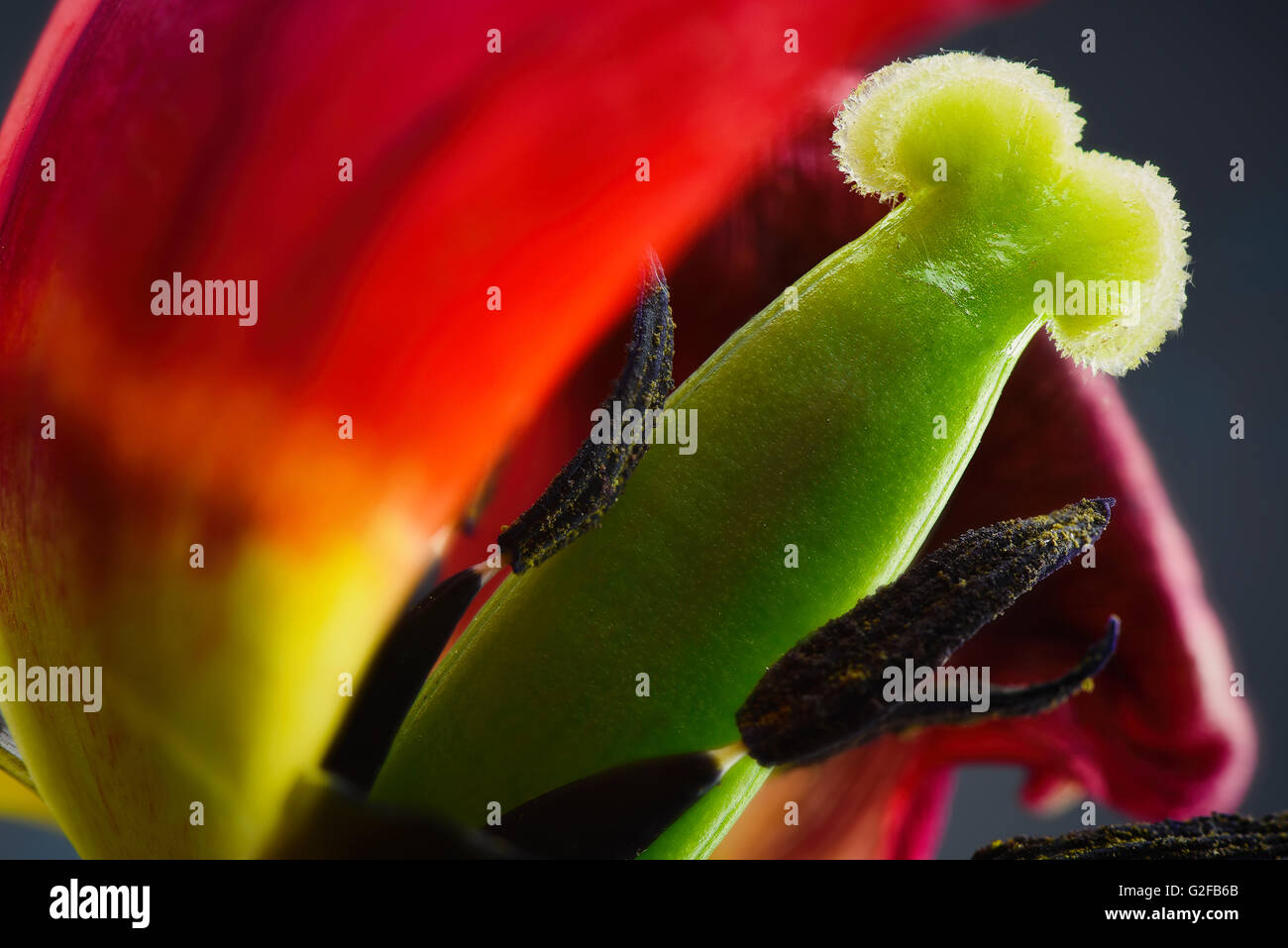 Faded tulip hi-res stock photography and images - Alamy