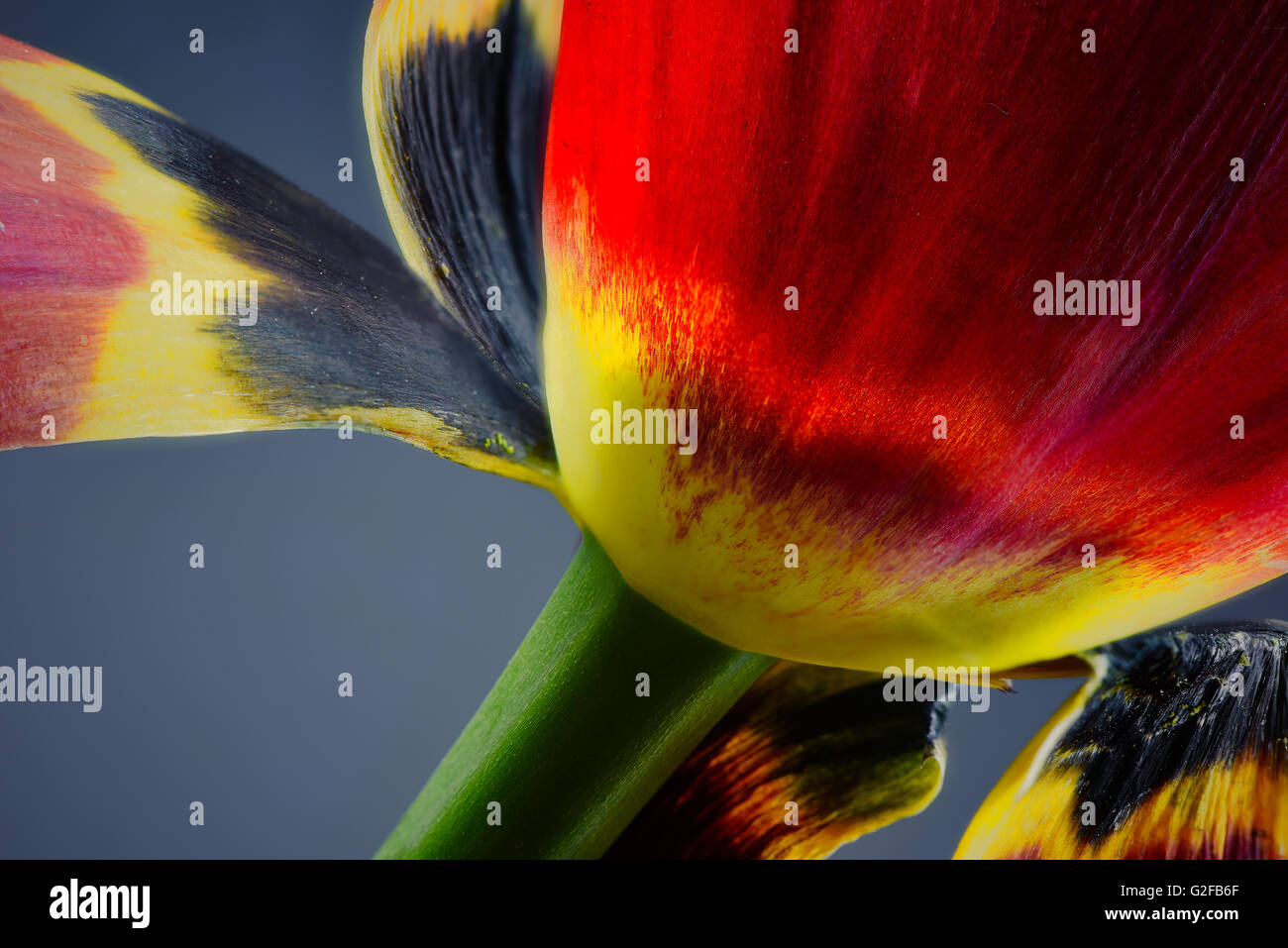 Faded Tulip flower - macro photo Stock Photo - Alamy