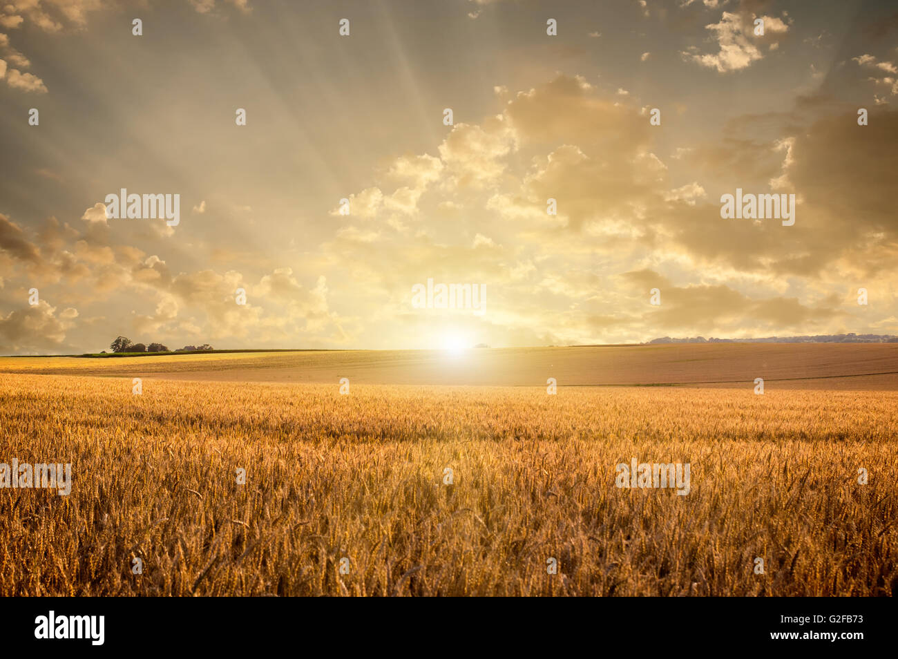 Golden wheat field on sunset Stock Photo - Alamy
