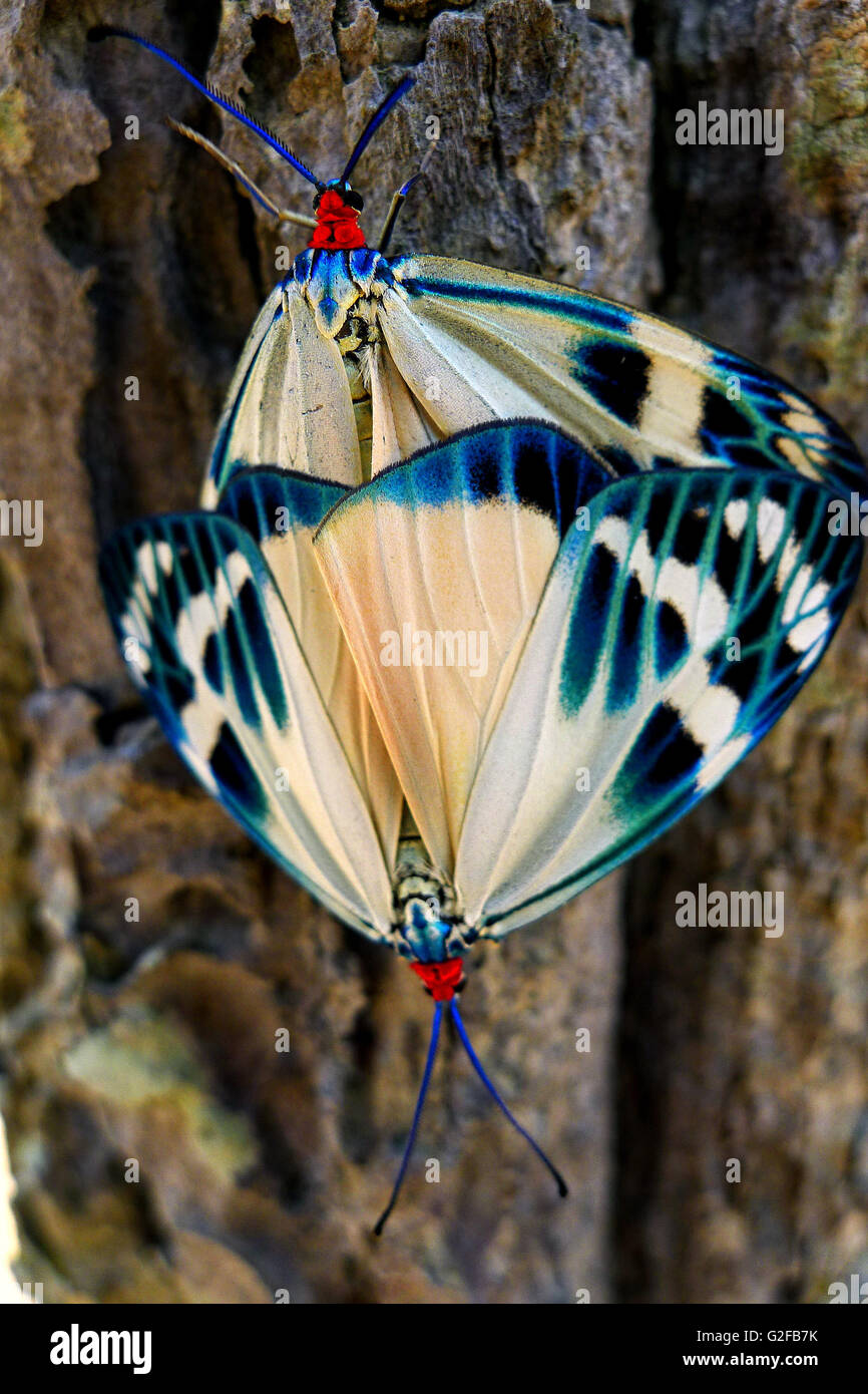 Pai canyon hi-res stock photography and images - Alamy