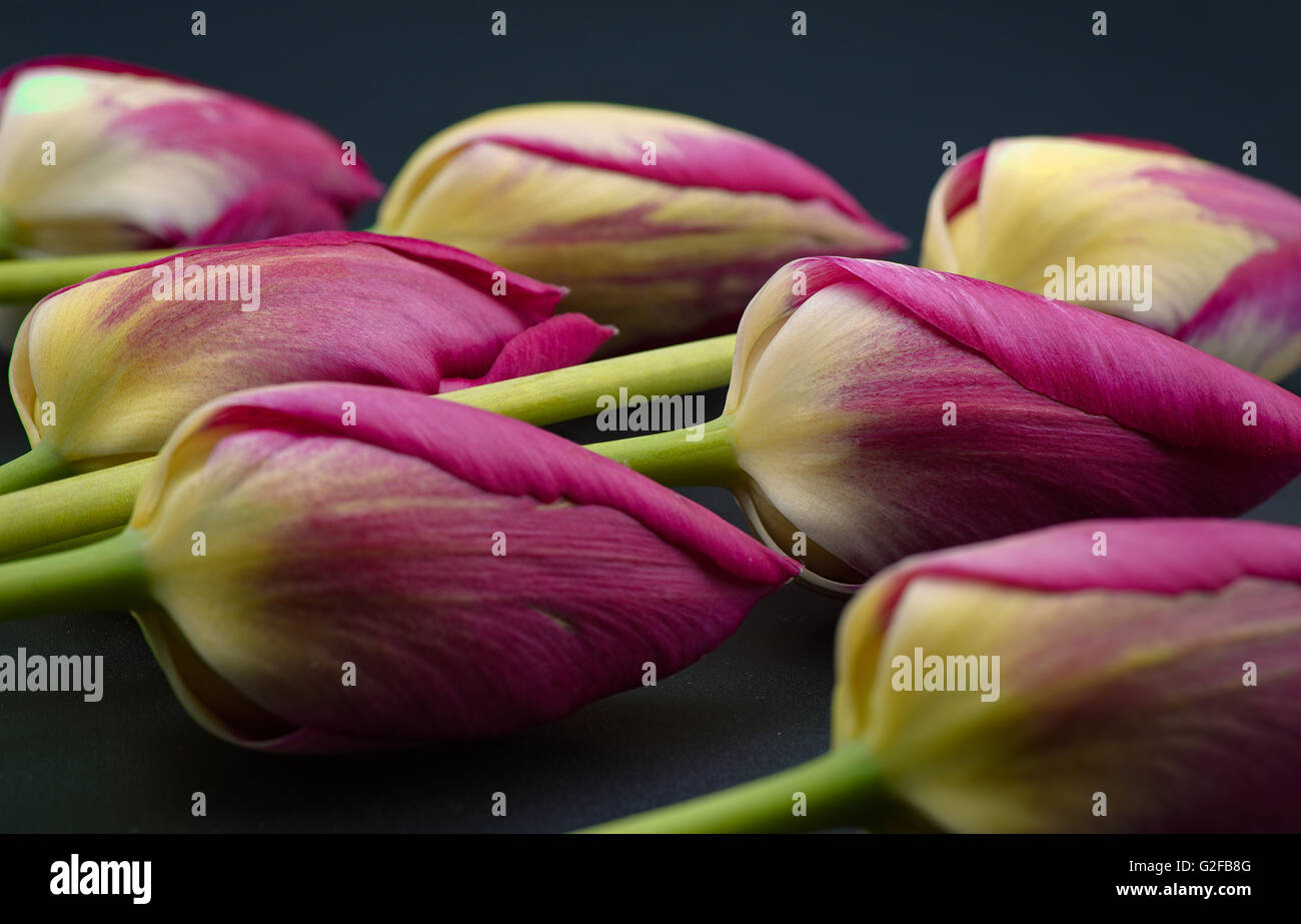 Tulip flower - macro photo Stock Photo - Alamy