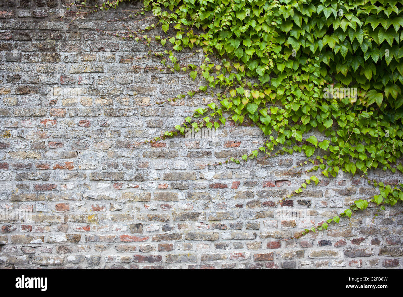 old brick wall with green ivy leaves Stock Photo - Alamy