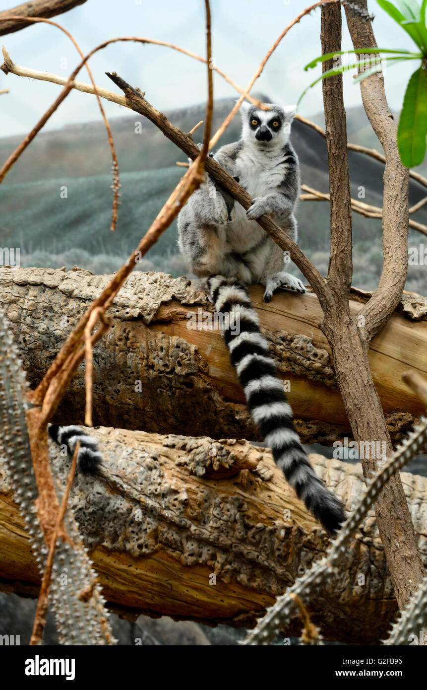 Captive Ring-tailed Lemur Stock Photo - Alamy