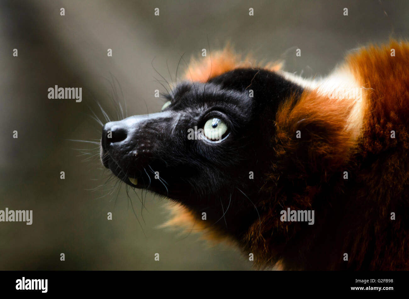Captive Red Ruffed Lemur at zoo Stock Photo - Alamy