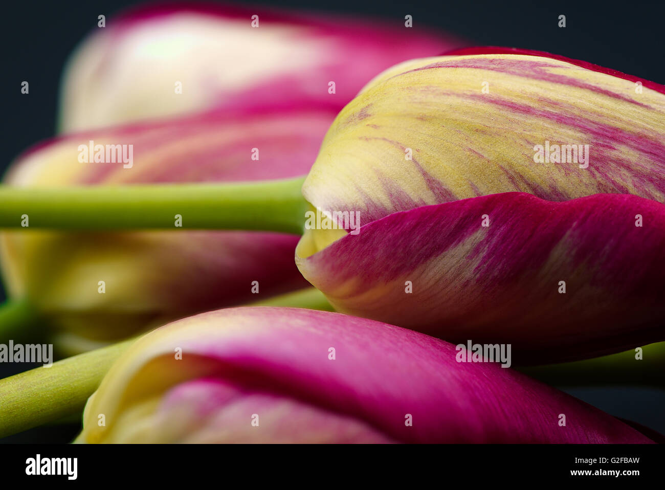 Tulip flower - macro photo Stock Photo - Alamy