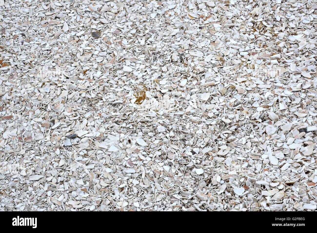 Sea shells covering the parking lot at the Assateague island National ...