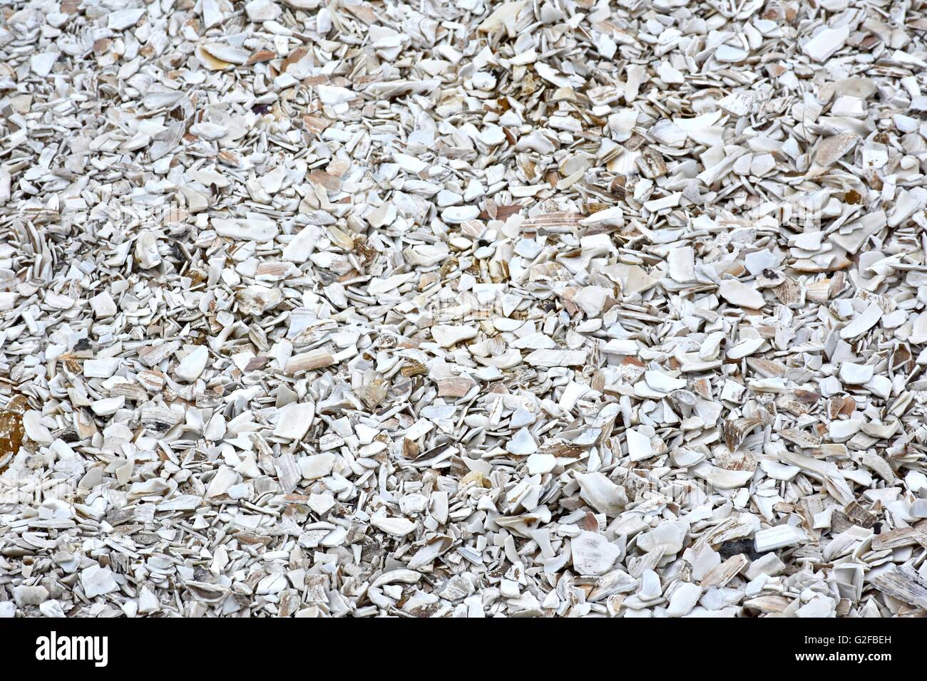 Sea shell parking lot hi-res stock photography and images - Alamy