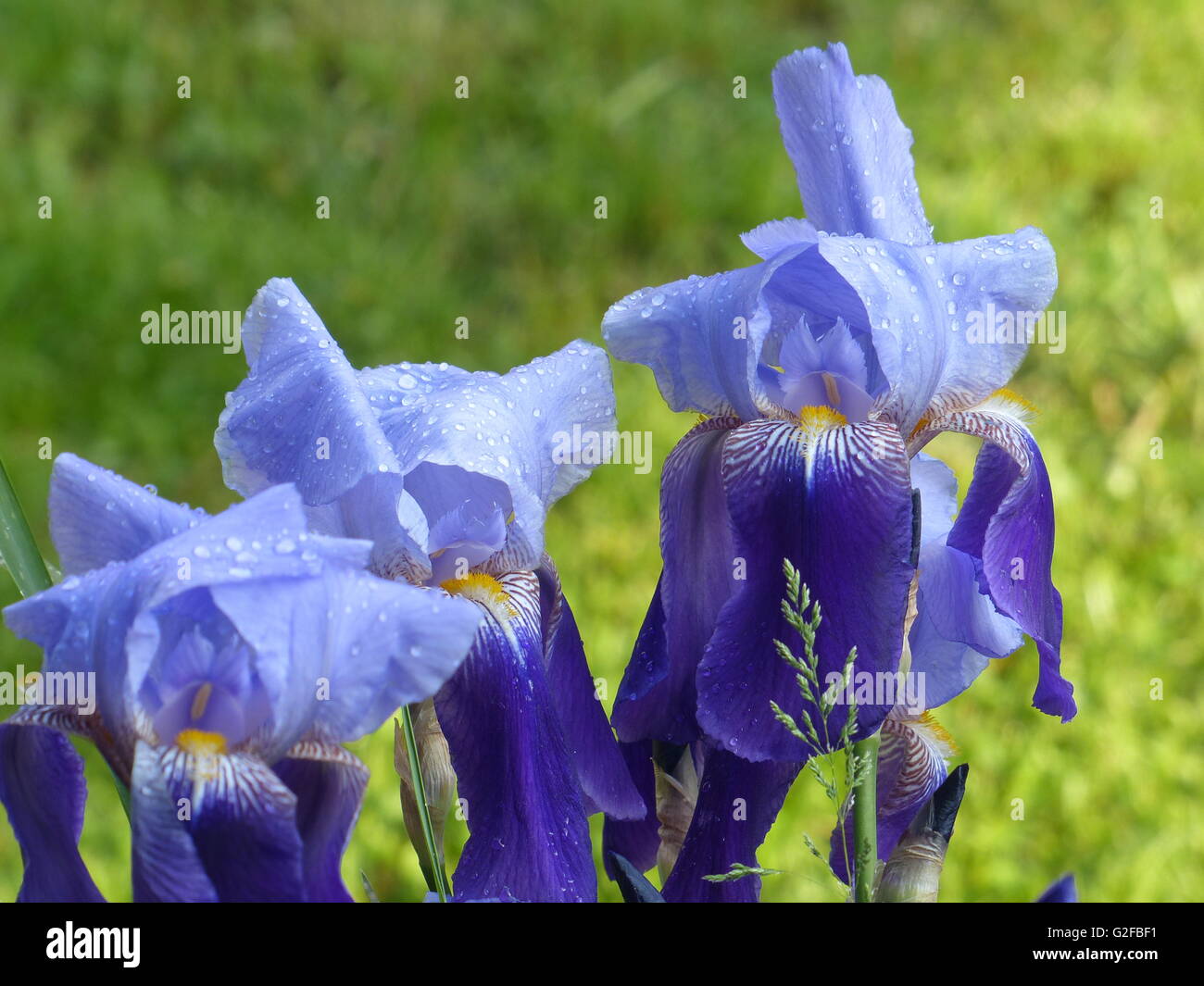 Iris goddess of rainbow hi-res stock photography and images - Alamy