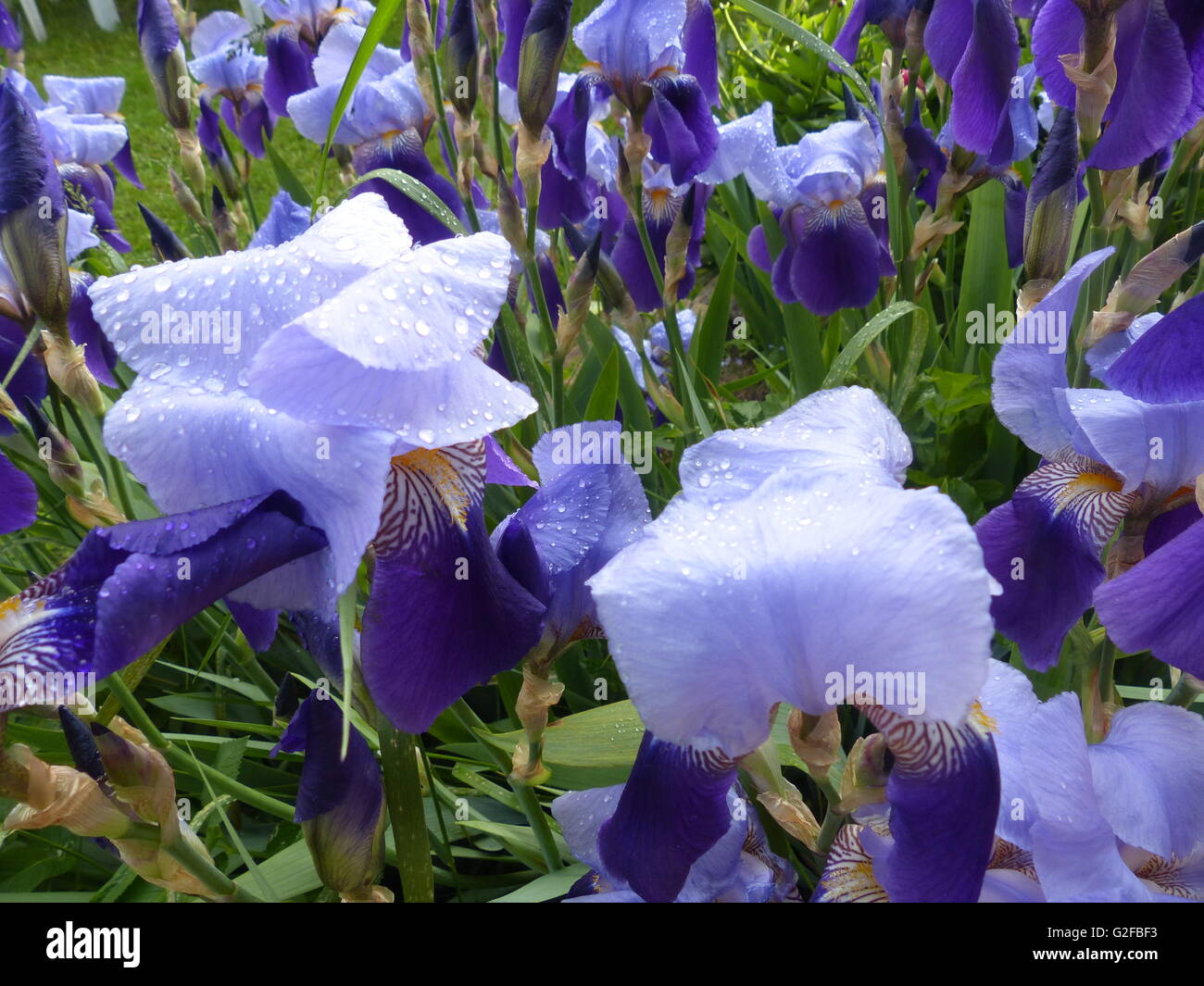 Iris, rain drops on blossoming iris Stock Photo - Alamy