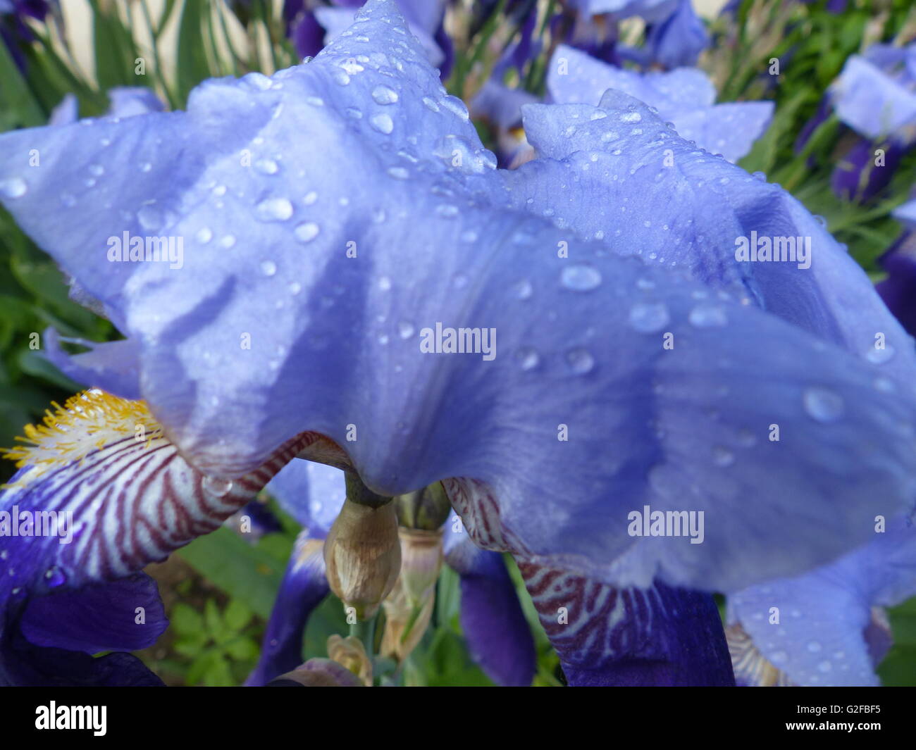 Iris, rain drops falling on blossoming iris Stock Photo - Alamy