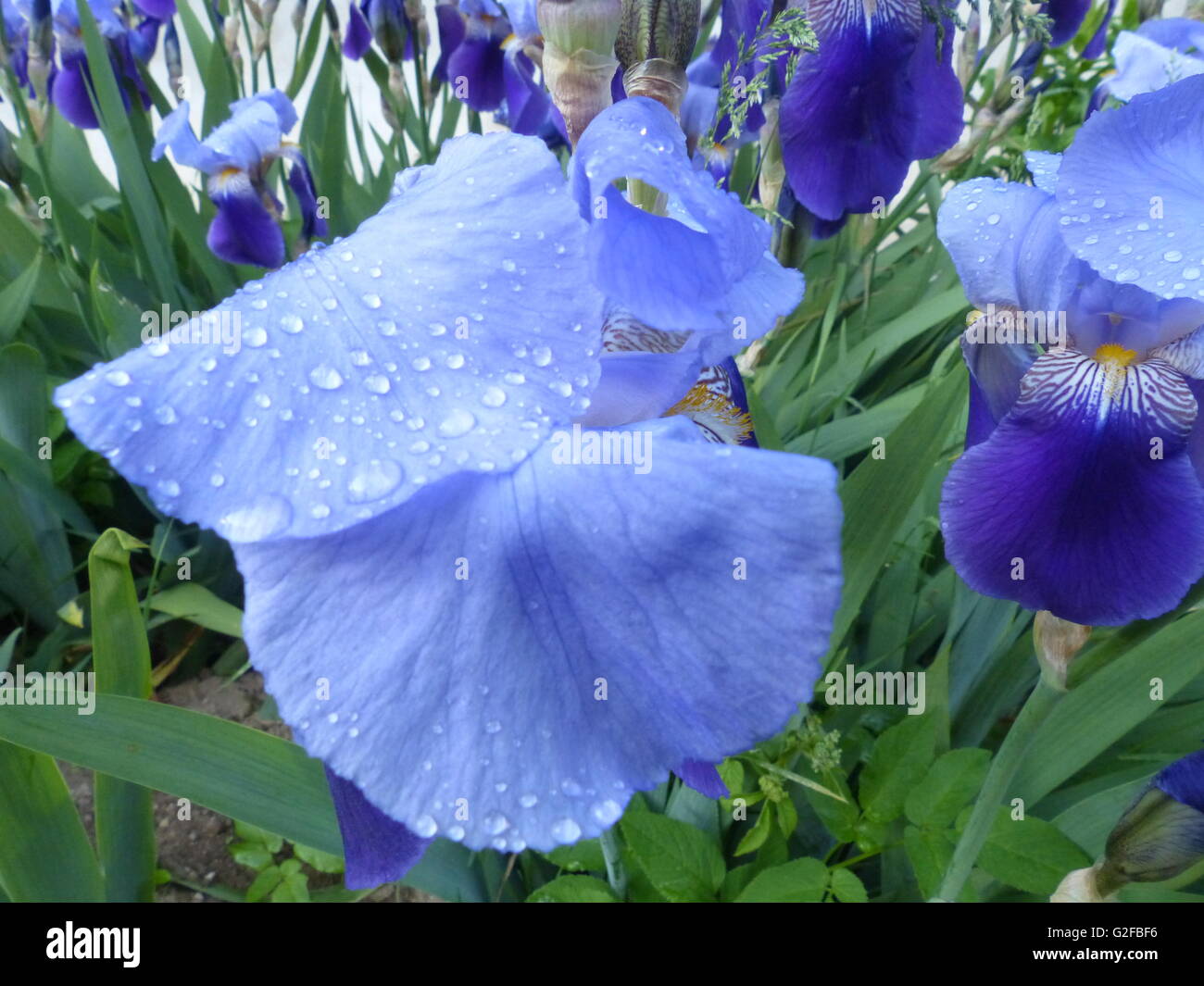 Rain falling on flowers hi-res stock photography and images - Alamy