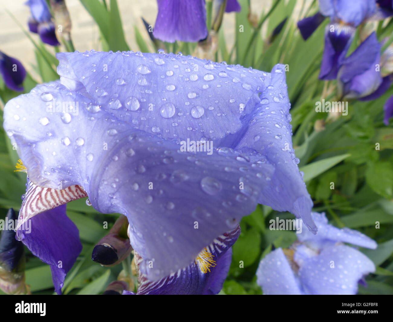 Iris, rain drops falling on blossoming iris Stock Photo - Alamy