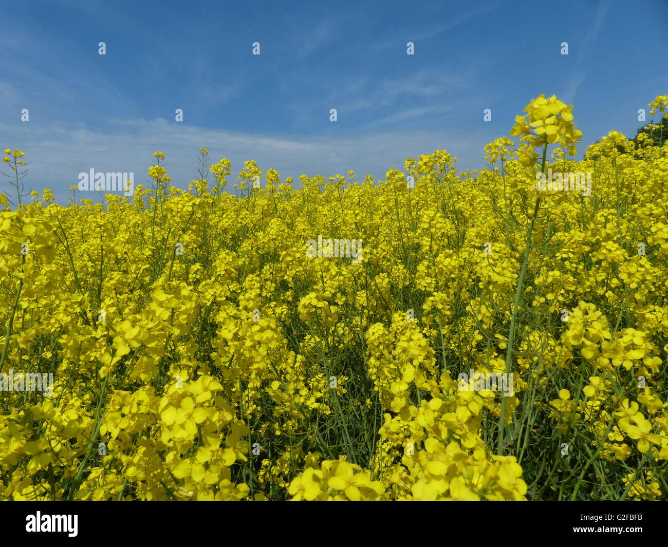 Field rapeseed oil canola hi-res stock photography and images - Alamy