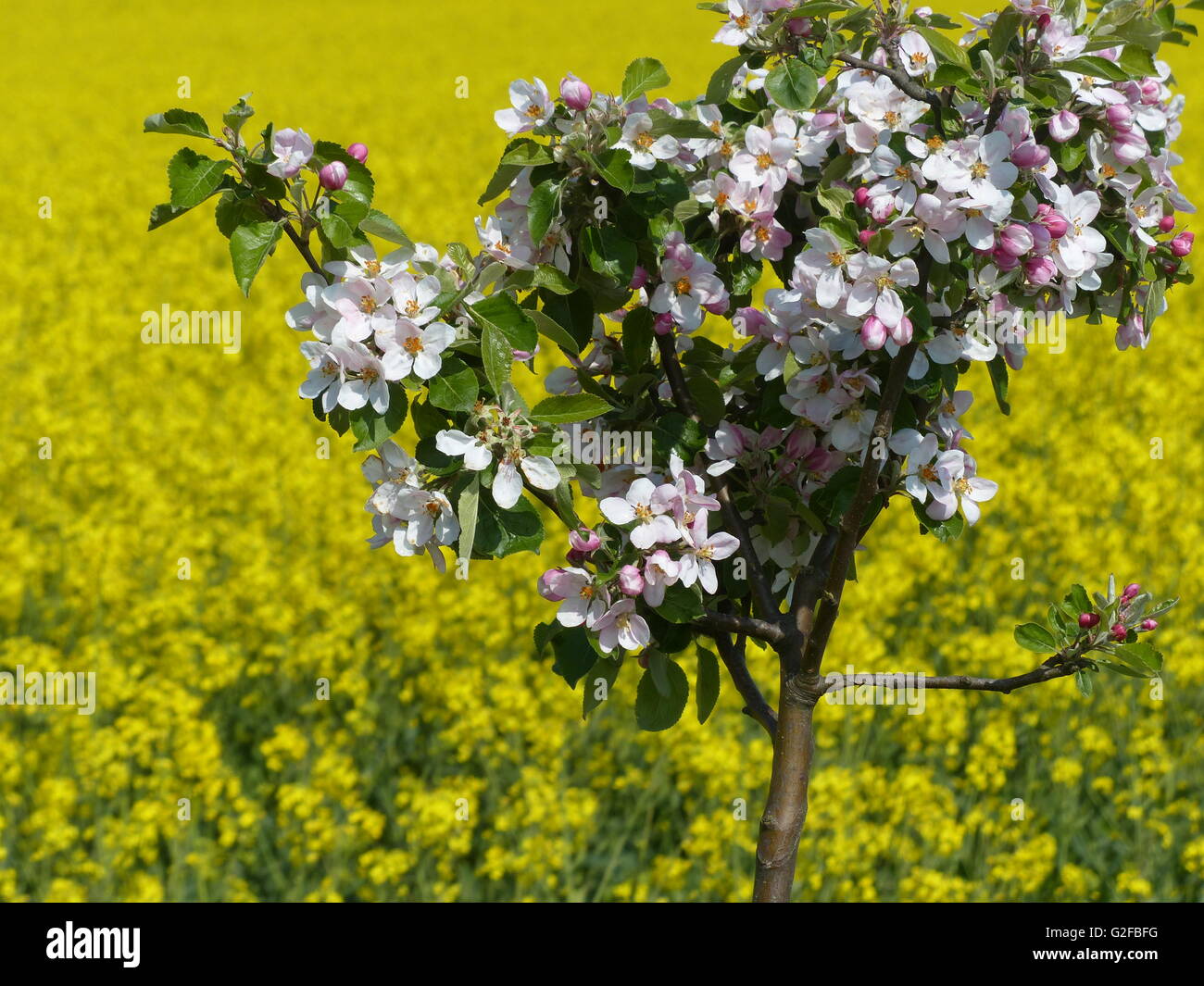 blossoming tree with rapeseed field Stock Photo - Alamy