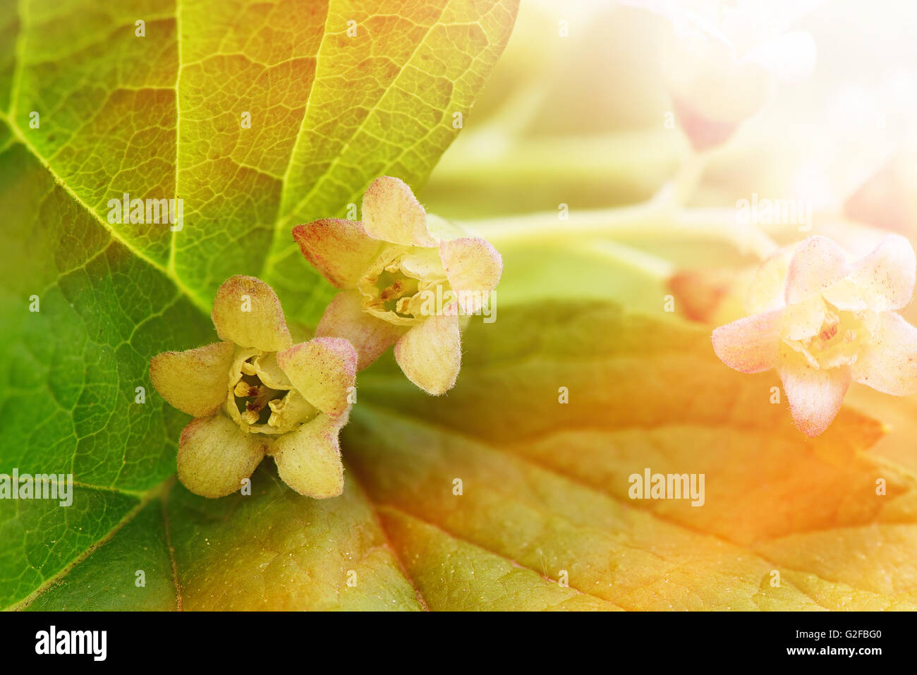 Black currant flowers hi-res stock photography and images - Alamy