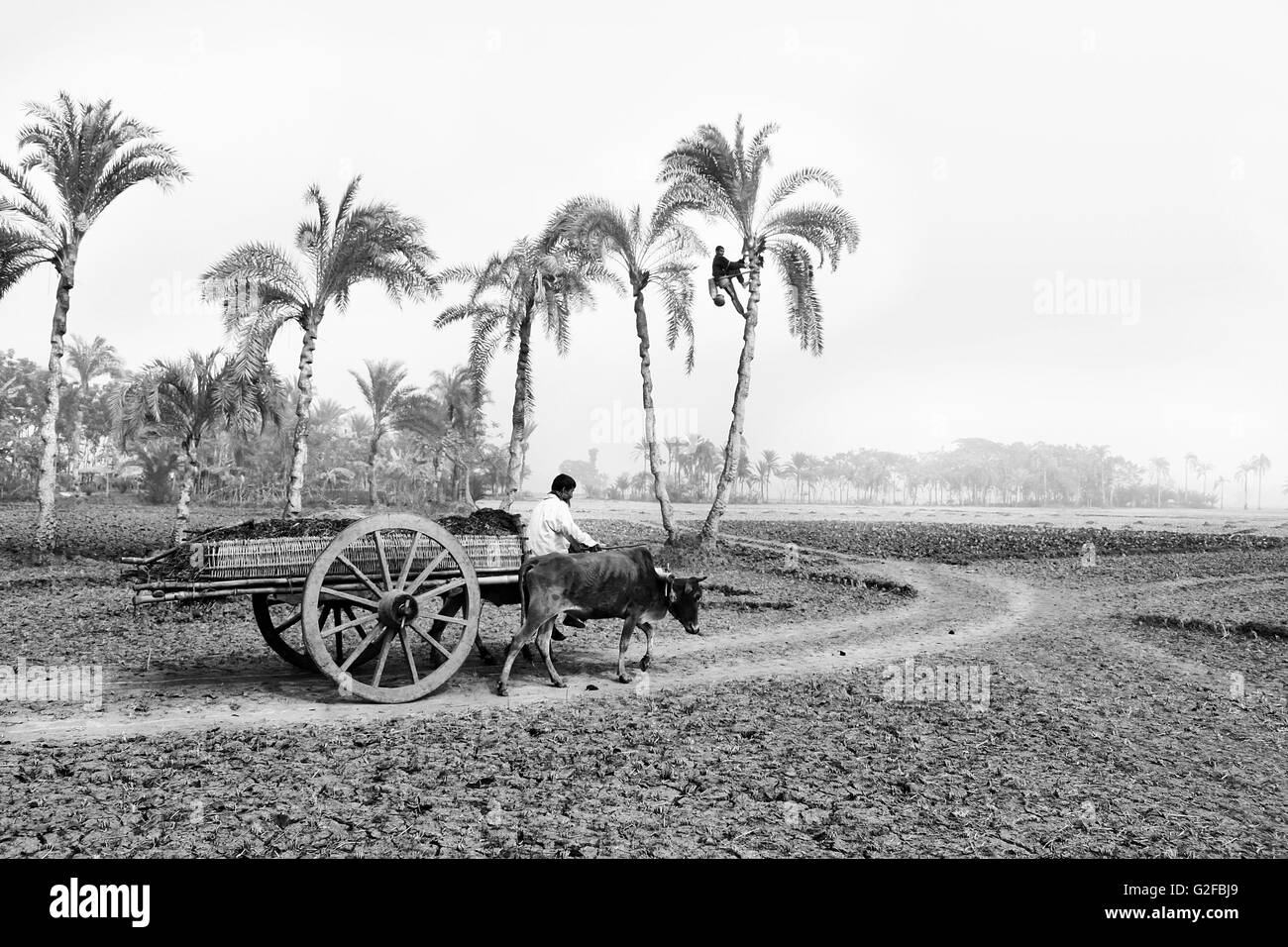Bullock cart Black and White Stock Photos & Images - Alamy