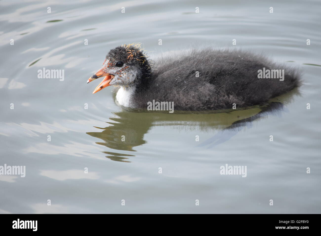 Baby duck hi-res stock photography and images - Alamy