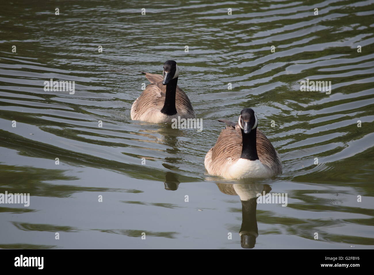 two ducks in a line Stock Photo - Alamy