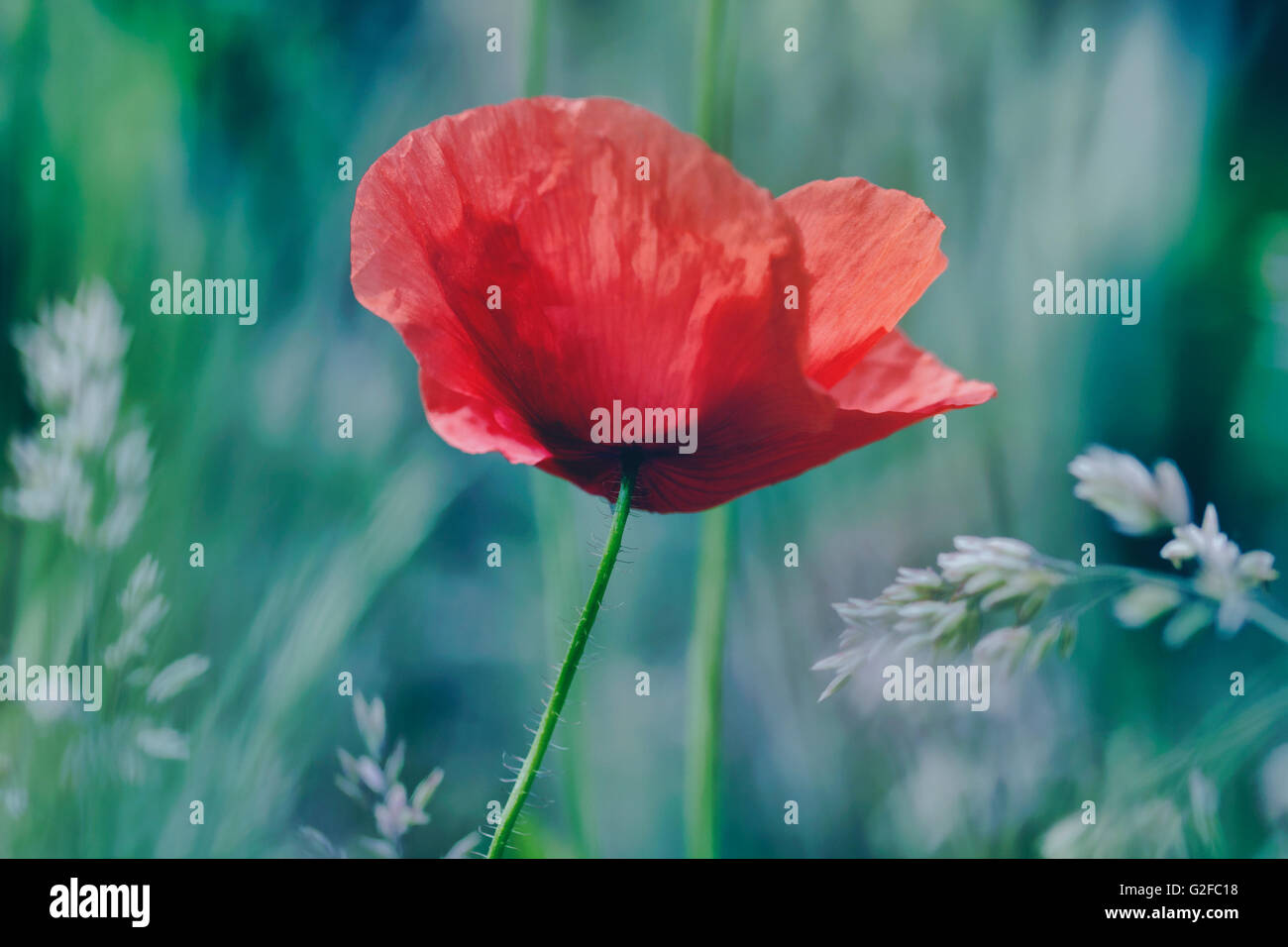 Aqua flower hi-res stock photography and images - Alamy