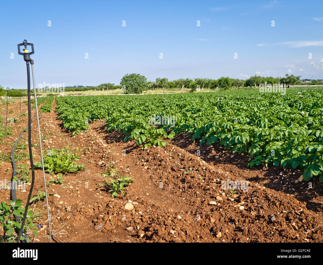 Field of potatoes plants with irrigation pipe Stock Photo - Alamy