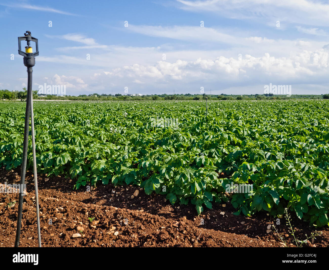 Field of potatoes plants Stock Photo - Alamy