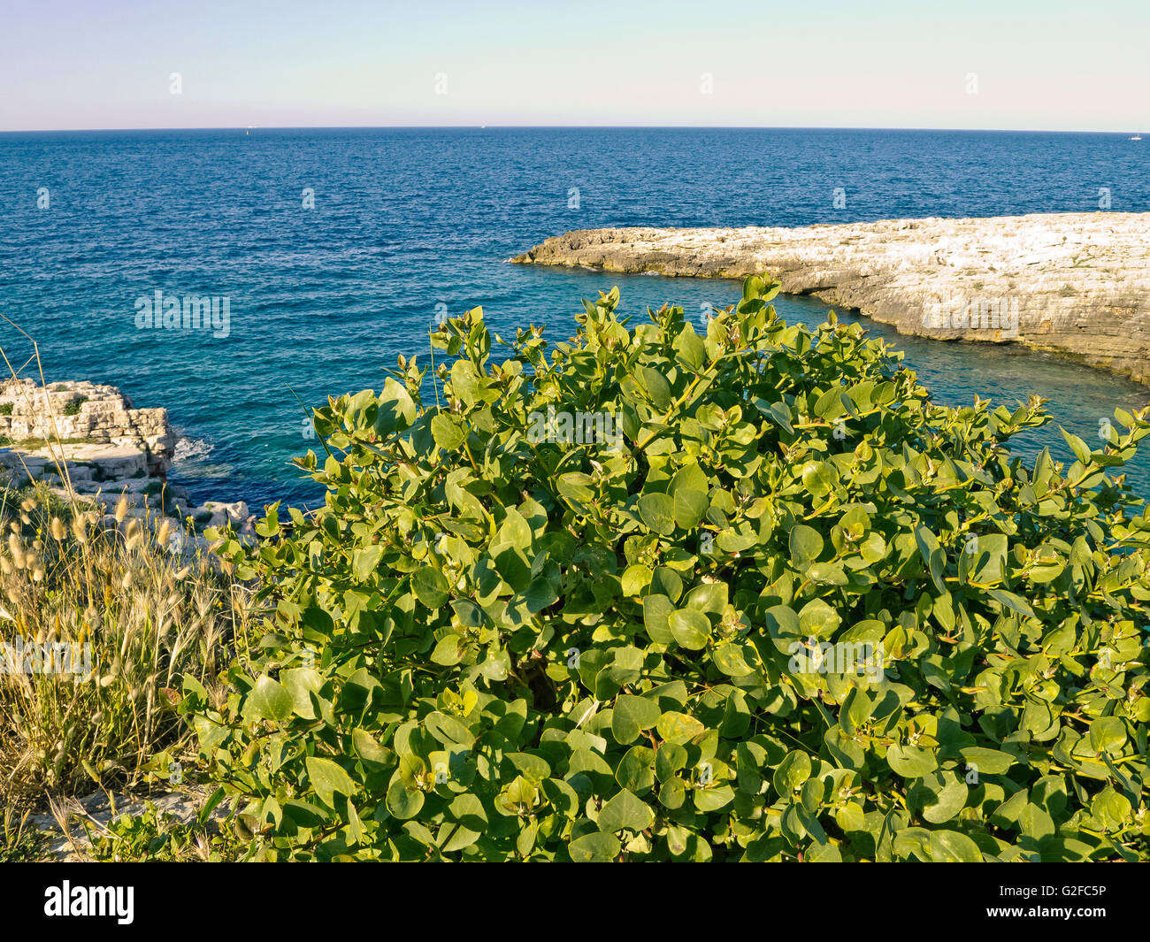 Capers plants growing on mediterranean coast of Puglia Stock Photo - Alamy