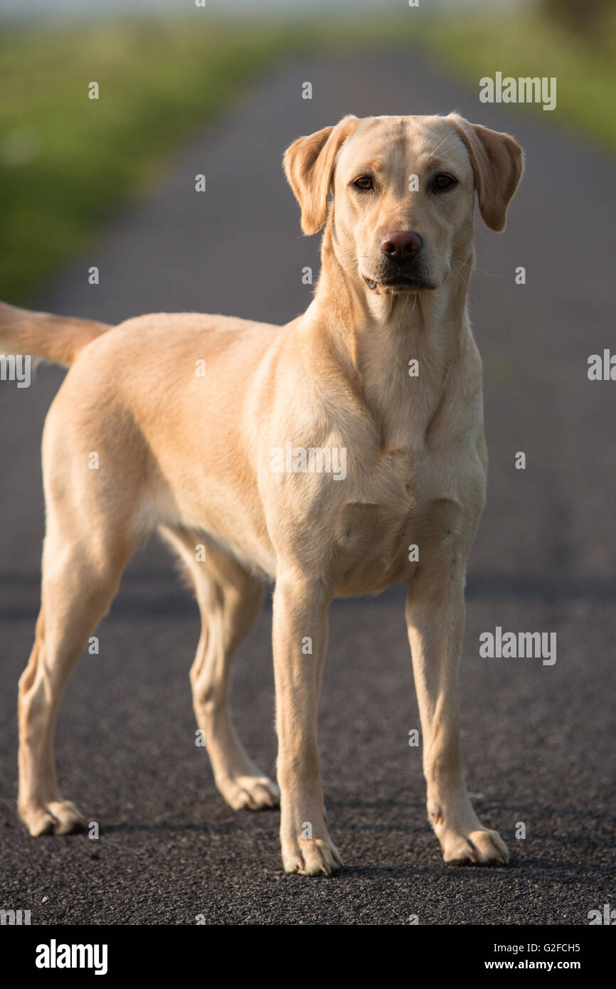 A golden Labrador gun dog in training Stock Photo - Alamy