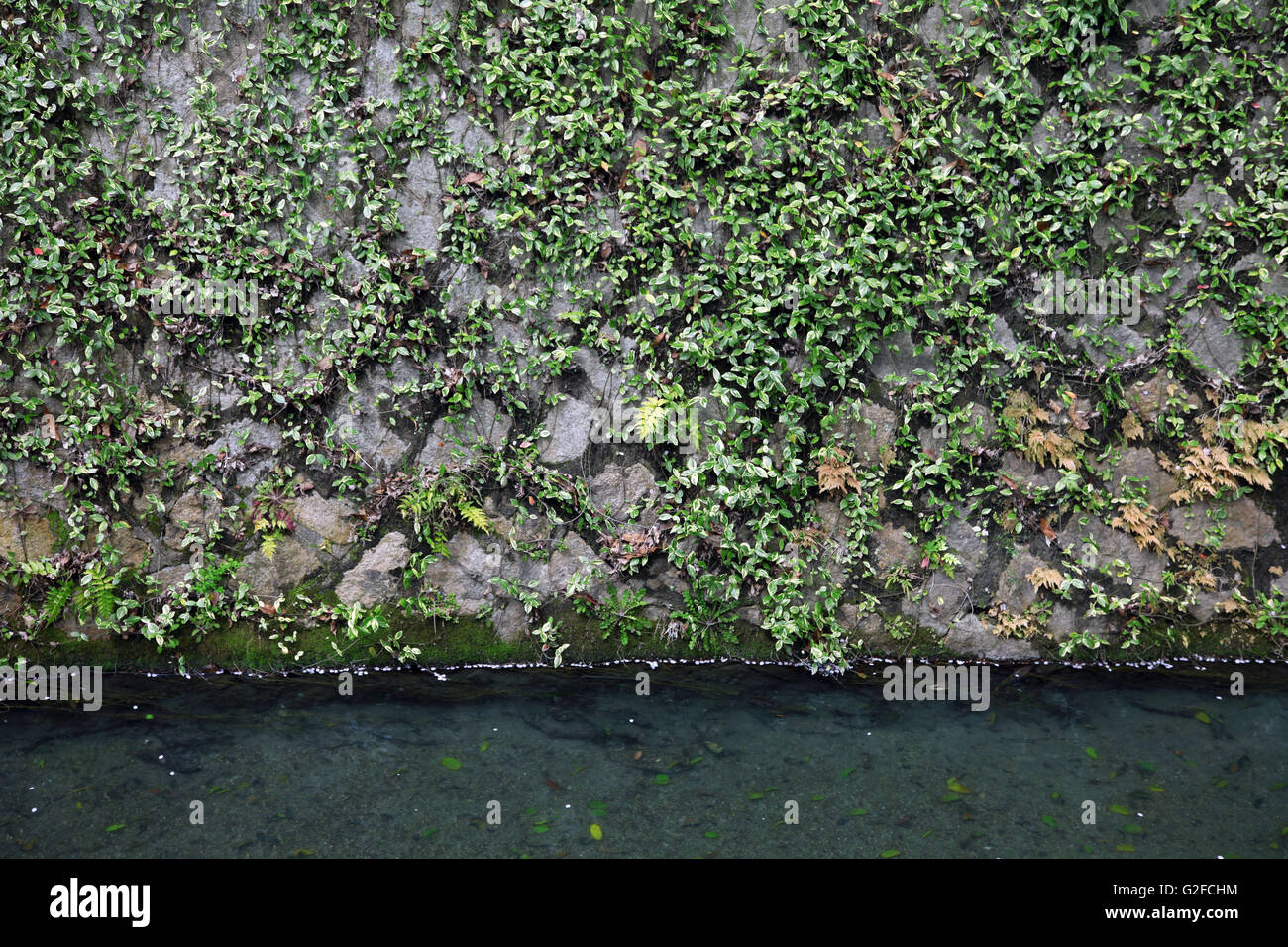 It's a photo of a wall along a river. It has some ivy covering it Stock ...