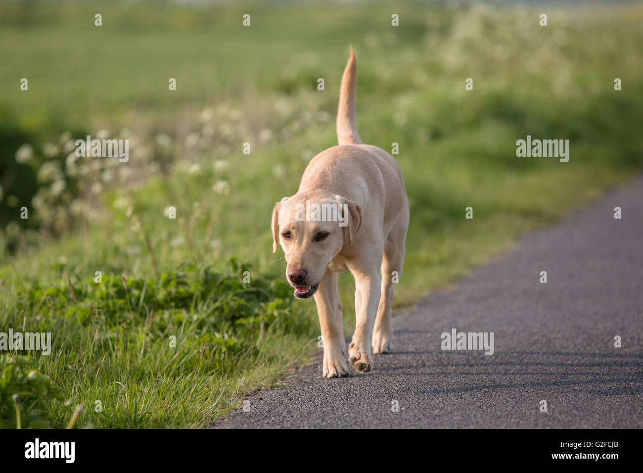 A golden Labrador gun dog in training Stock Photo - Alamy