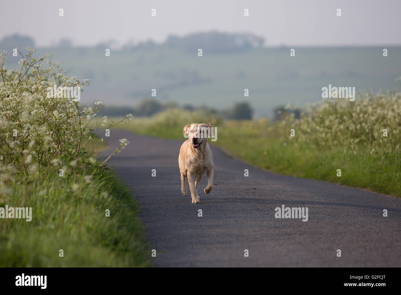 A golden Labrador gun dog in training Stock Photo - Alamy