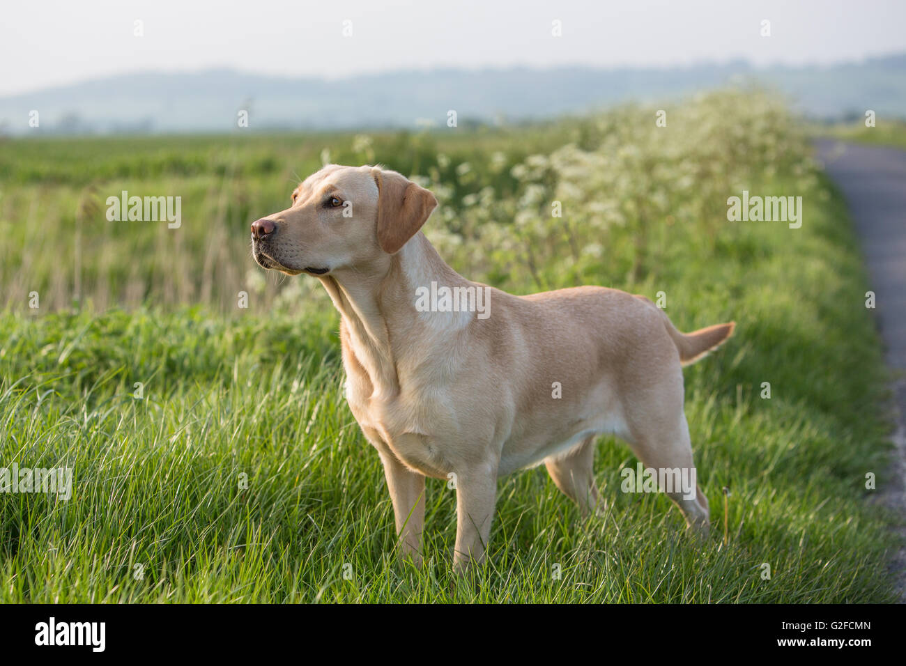 A golden Labrador gun dog in training Stock Photo - Alamy
