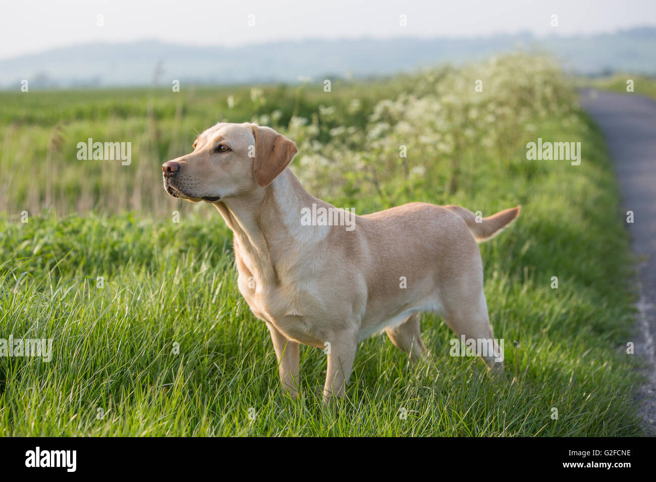 A golden Labrador gun dog in training Stock Photo - Alamy